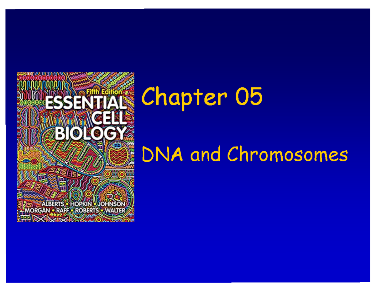 Ch 5 These Notes Are From The Ch 5 From The Slides Chapter 05 Dna