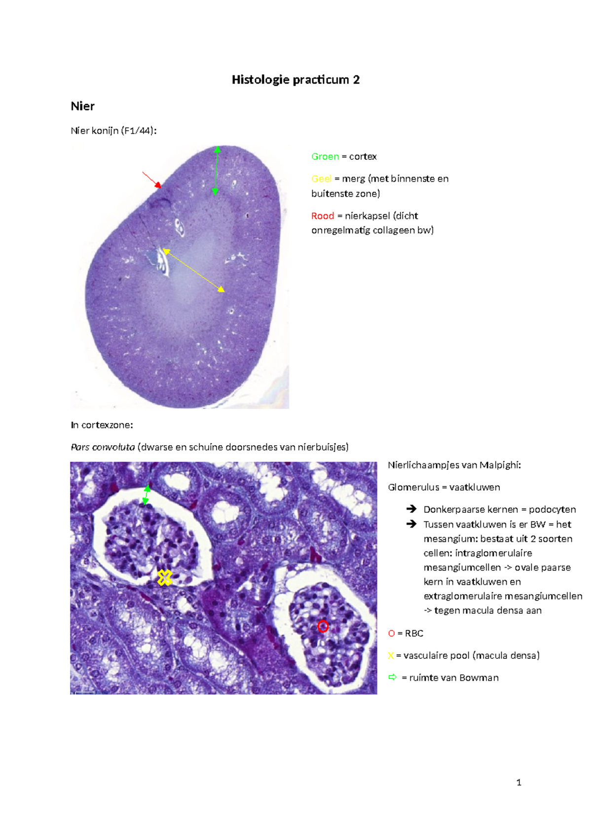 Histologie practicum 2 - De borstelzoom is een oppervlaktespecialisatie ...
