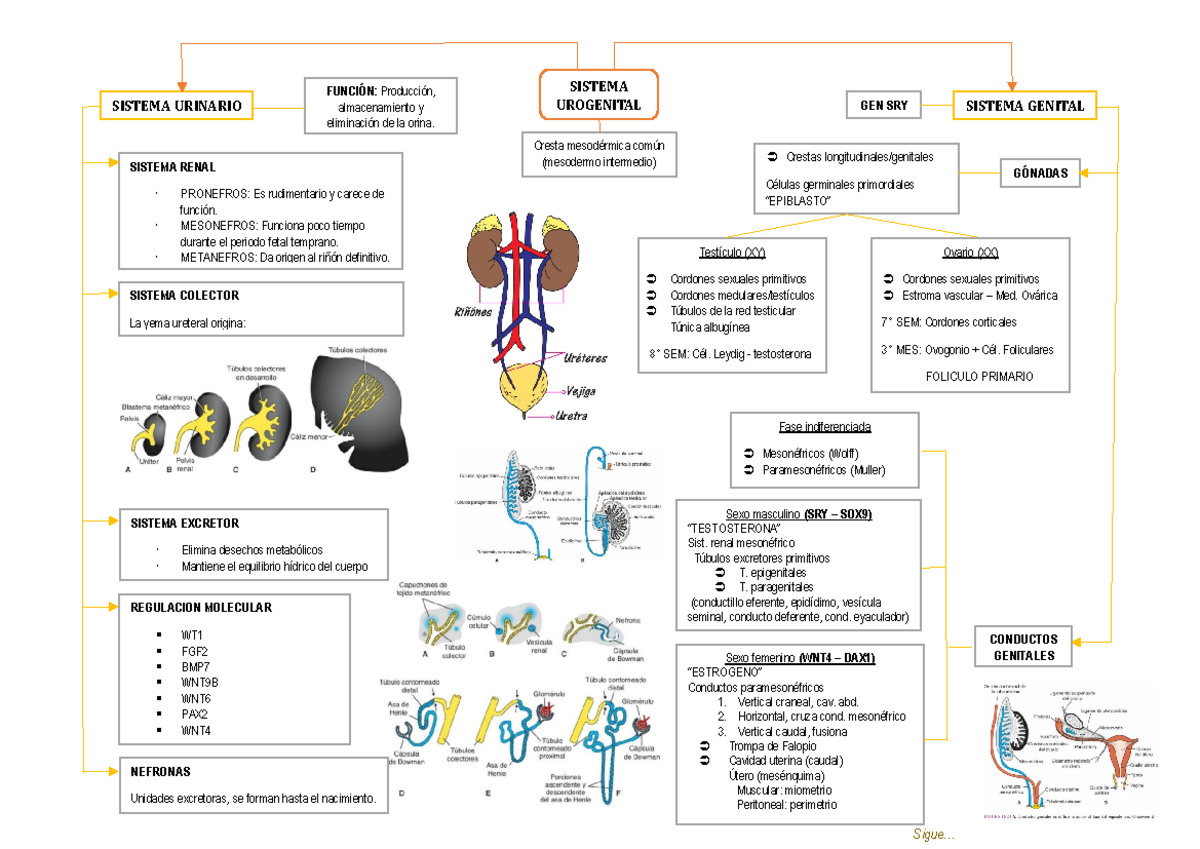 Aparato Urogenital - Lagman embriologia medica - SISTEMA URINARIO ...
