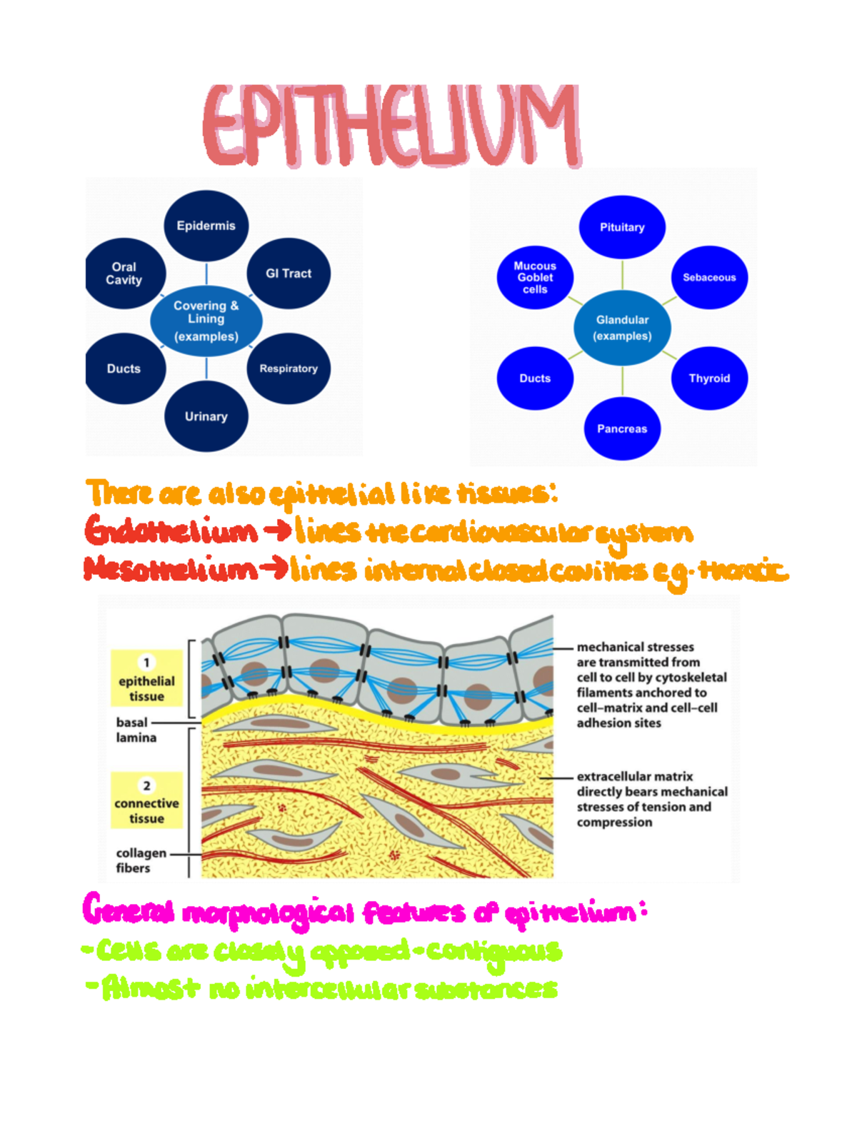 Tissue types- epithelium - EPITHELIUM There are also epithelial like ...