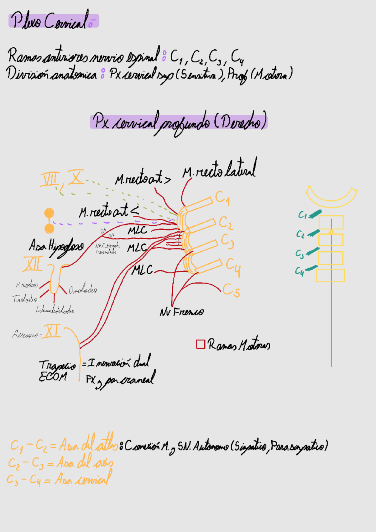 Plexo cervical - rectolateral C1 M. recto ant C1 MLC C2 SUP INF Asa ...