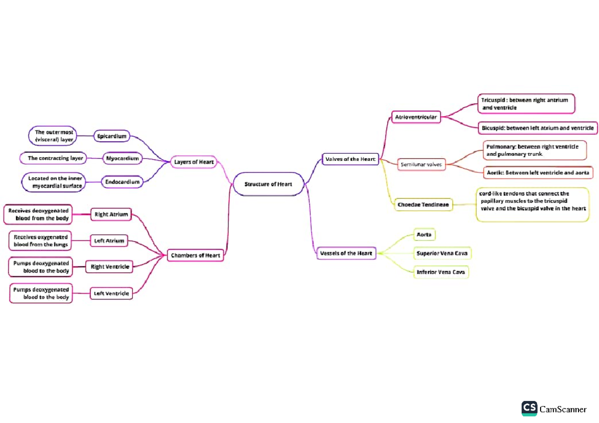 Mind Map chapter 2 - THANK YOUUU - Tricuspid : between right antrium and ventricle ...