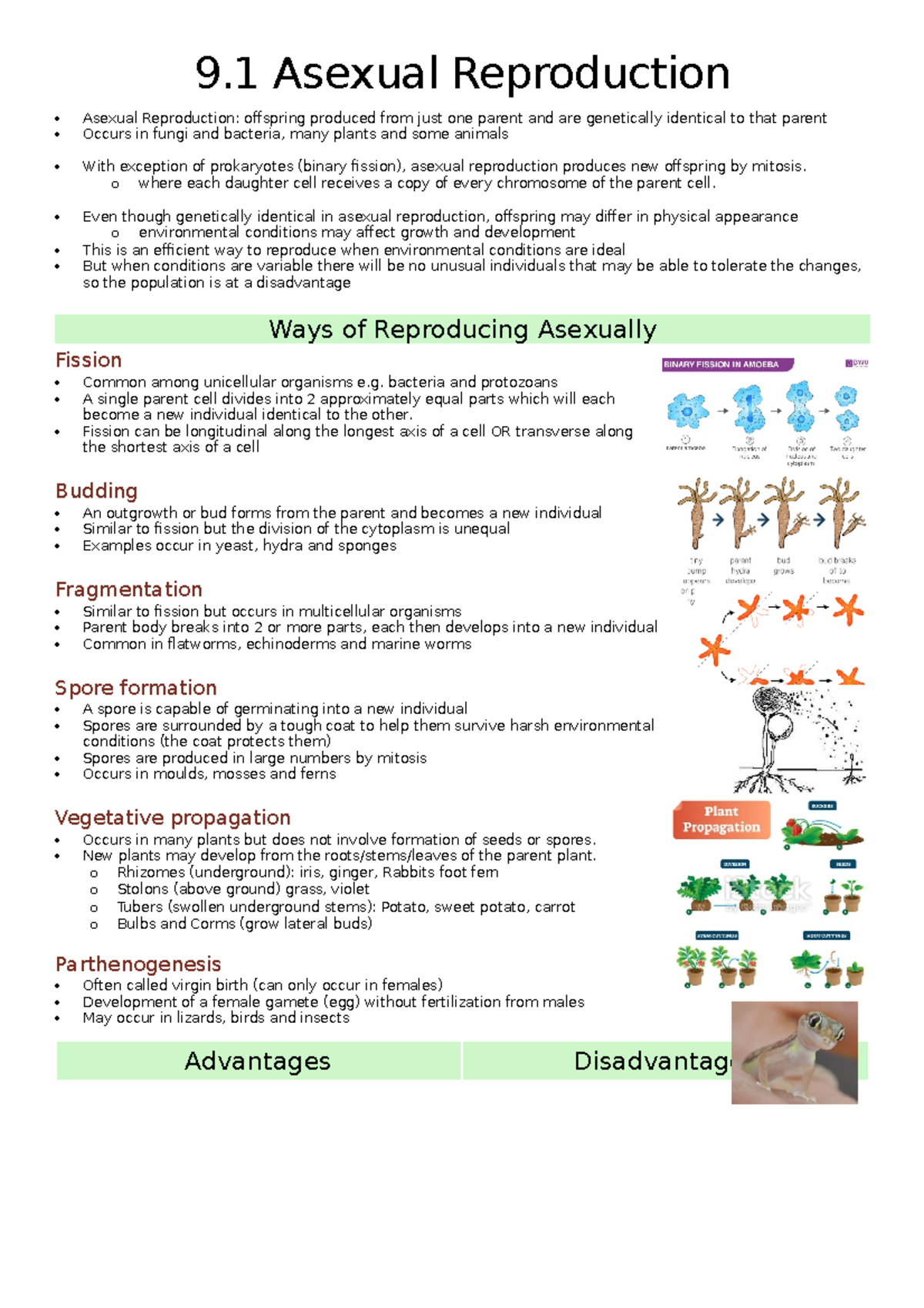 9.1 Asexual Reproduction - 9 Asexual Reproduction Asexual Reproduction ...