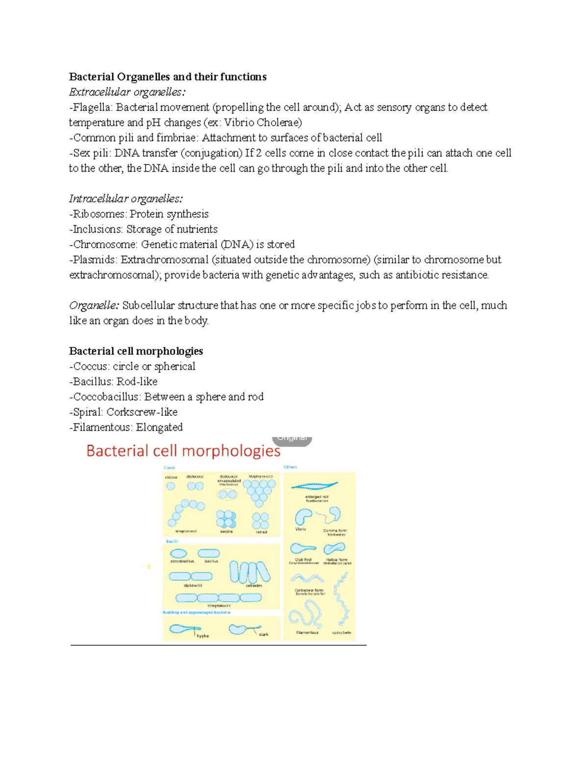FOOD 2420 Final notes - Bacterial Organelles and their functions ...
