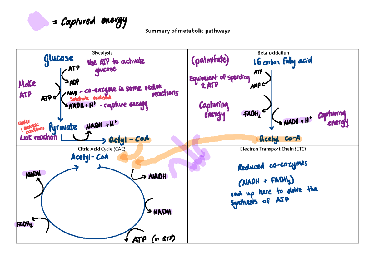 Summary of metabolism drawing - Summary of metabolic pathways ...