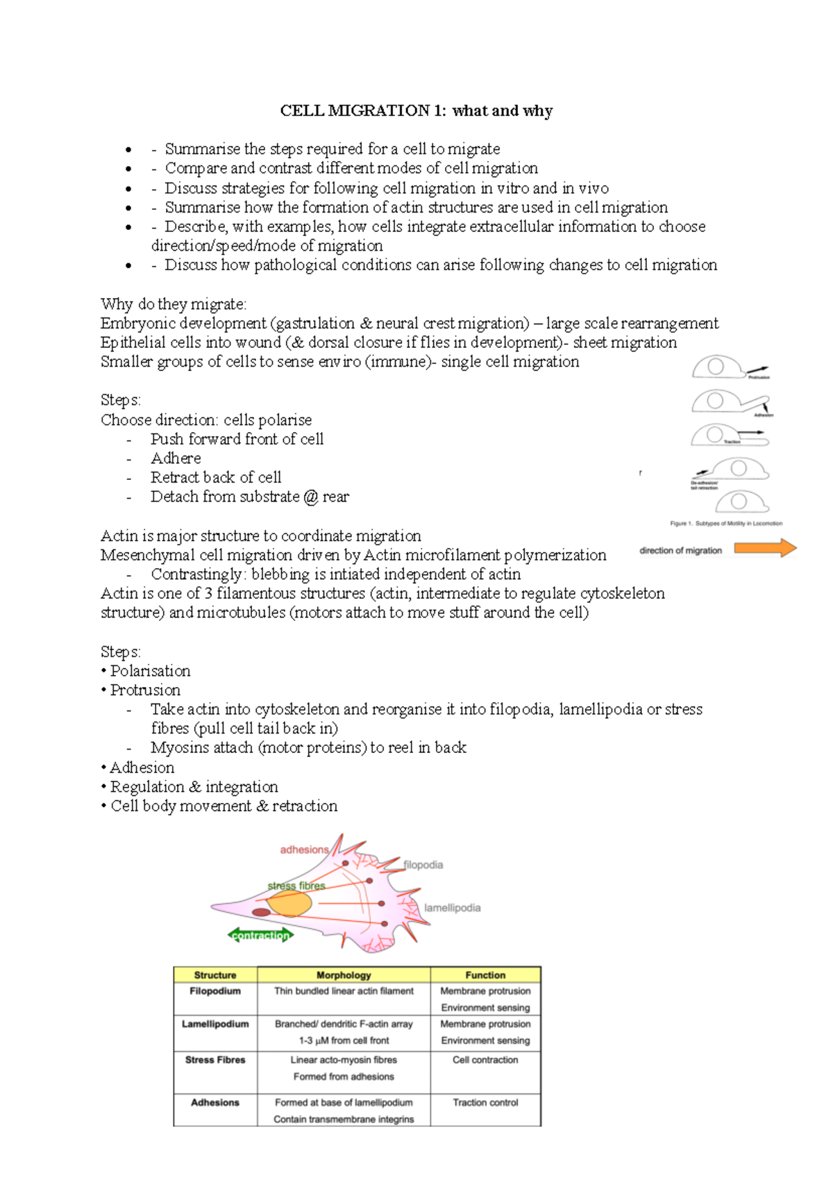 Cell migration - Studocu