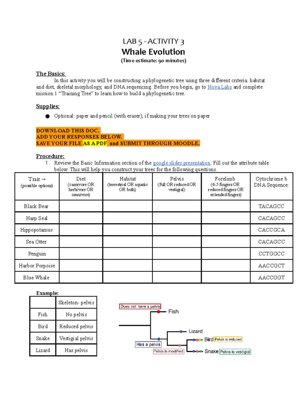 Lab5activity 3 Whaleevolution - LAB 5 - ACTIVITY 3 Whale Evolution ...