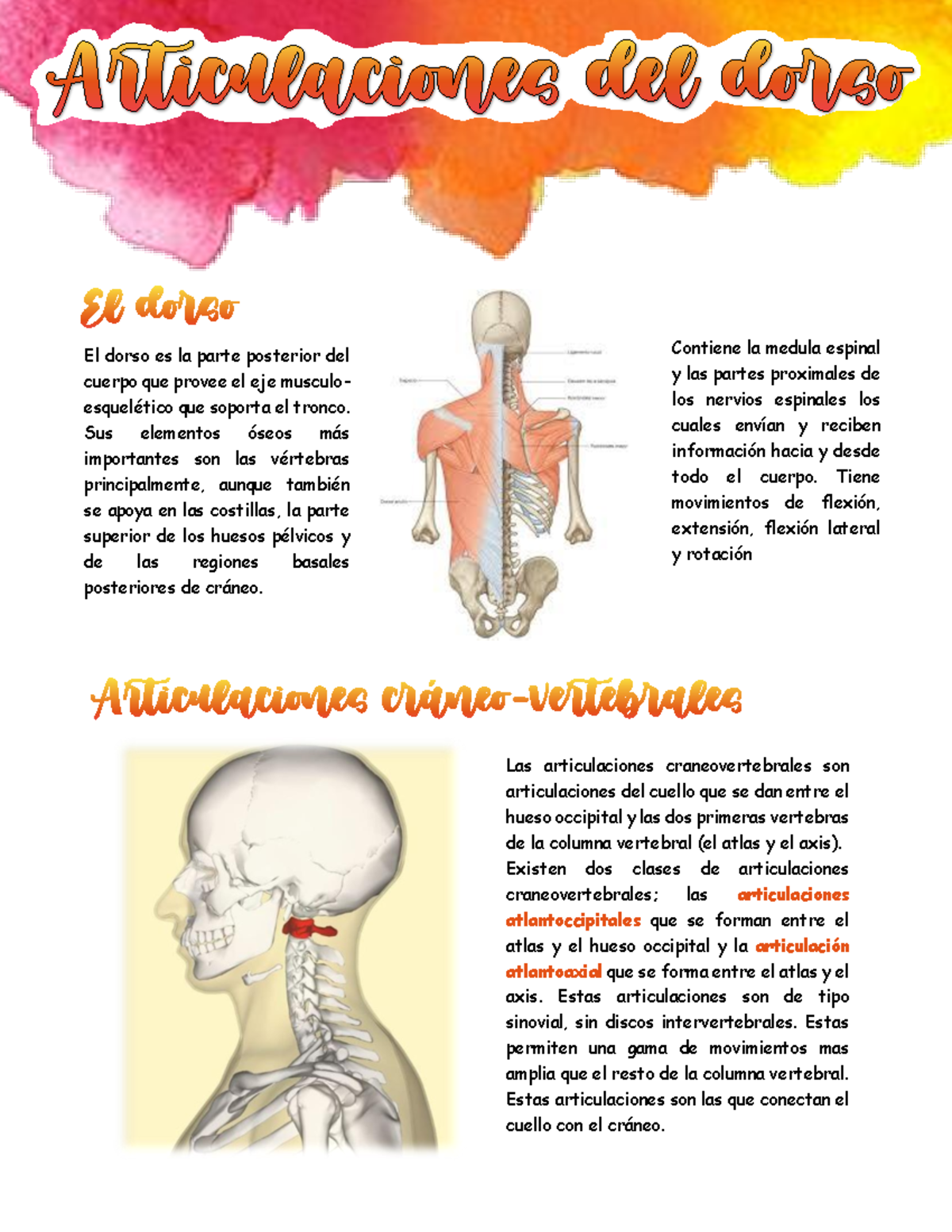 Articulaciones del dorso - Warning: TT: undefined function: 32 El dorso ...