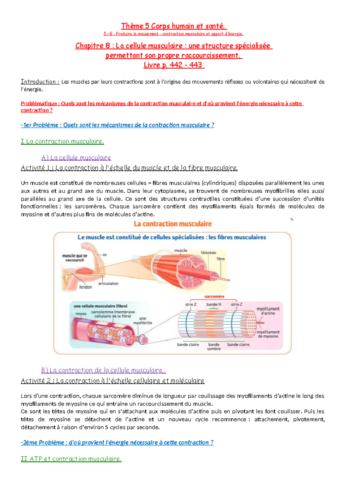 Cours sur la cellule musculaire - Thème 5 Corps humain et santé. 5 – B ...