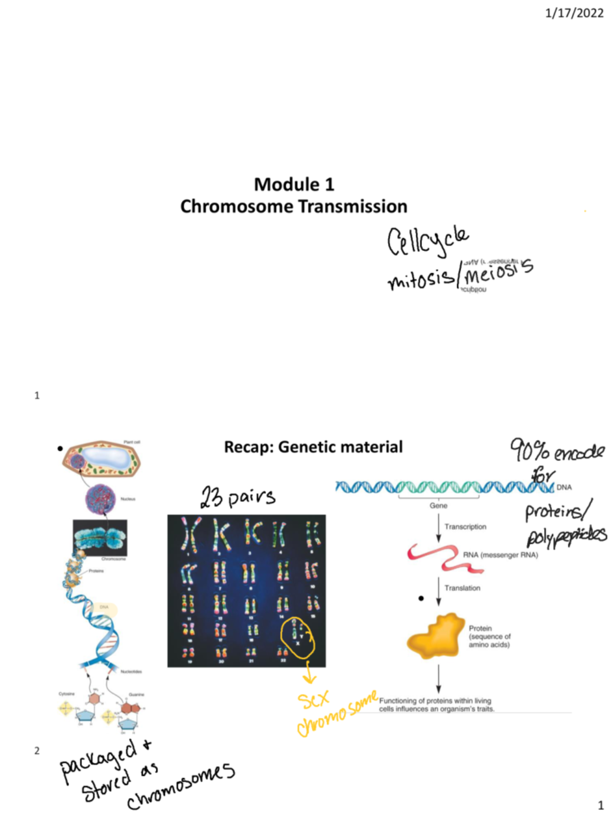 Genetics Exam 1 Lecture Notes - GNS 4133 - Mississippi State - Studocu