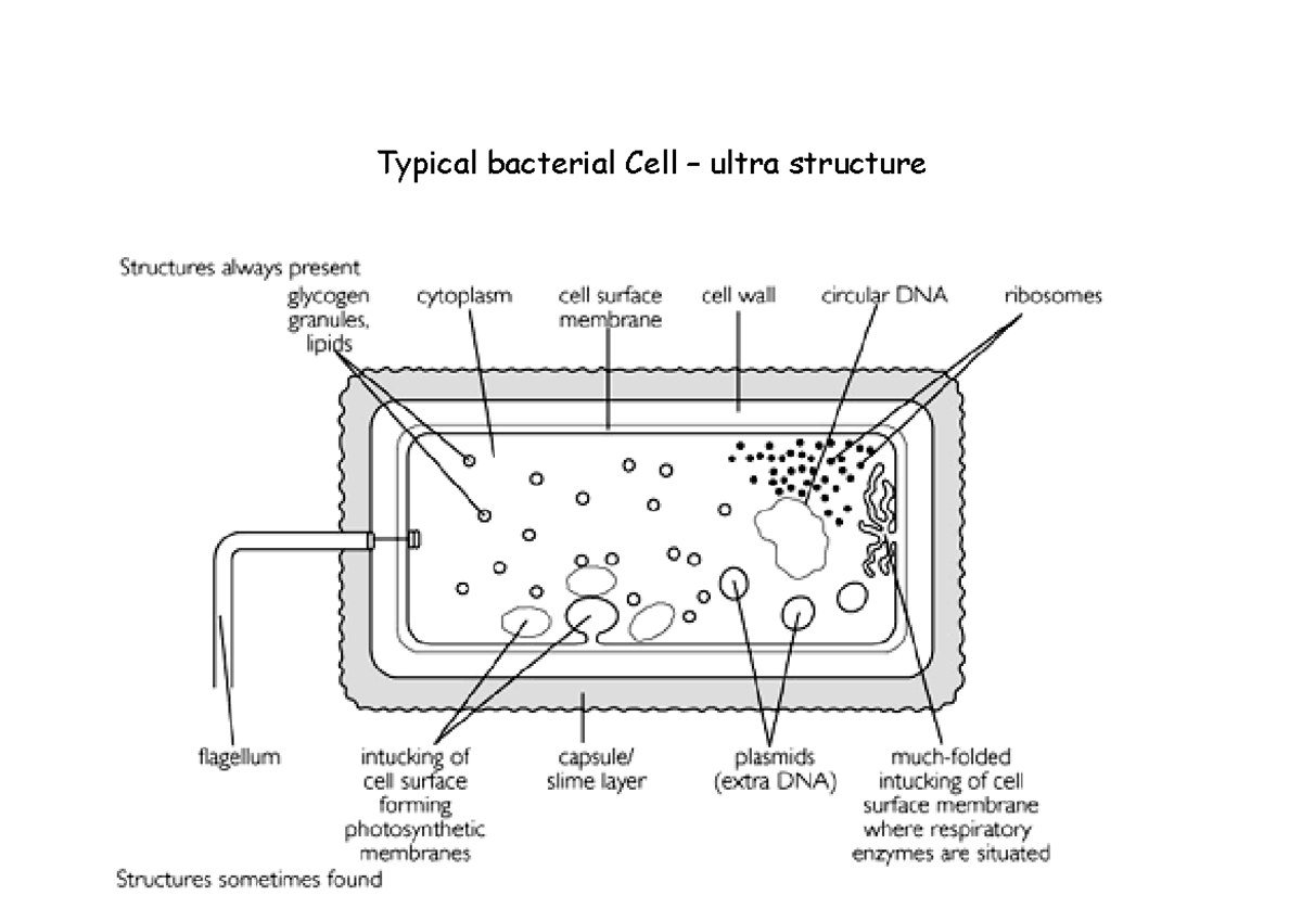 Typical bacterial Cell OHP - Typical bacterial Cell – ultra structure ...