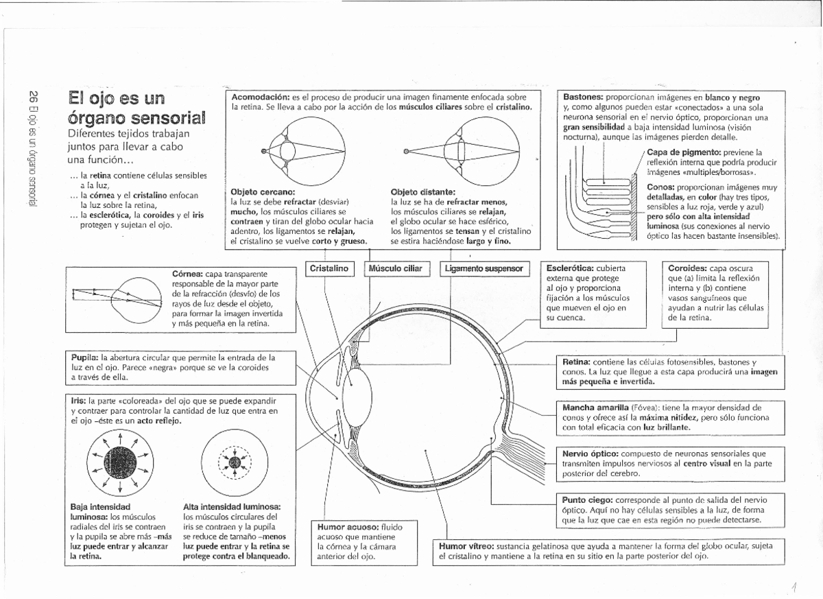 Láminas órganos sensoriales - · 1 (j) 1) [!J ,Q o ¡;¡. e ~ t O· §:l O C ...