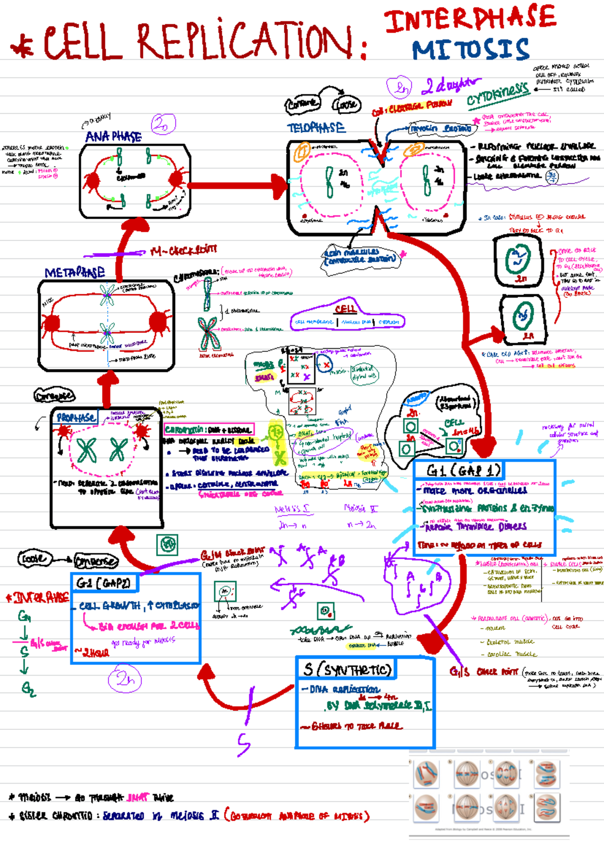 Cell Replication - Interphase, Mitosis - * CELL REPLICATION ...
