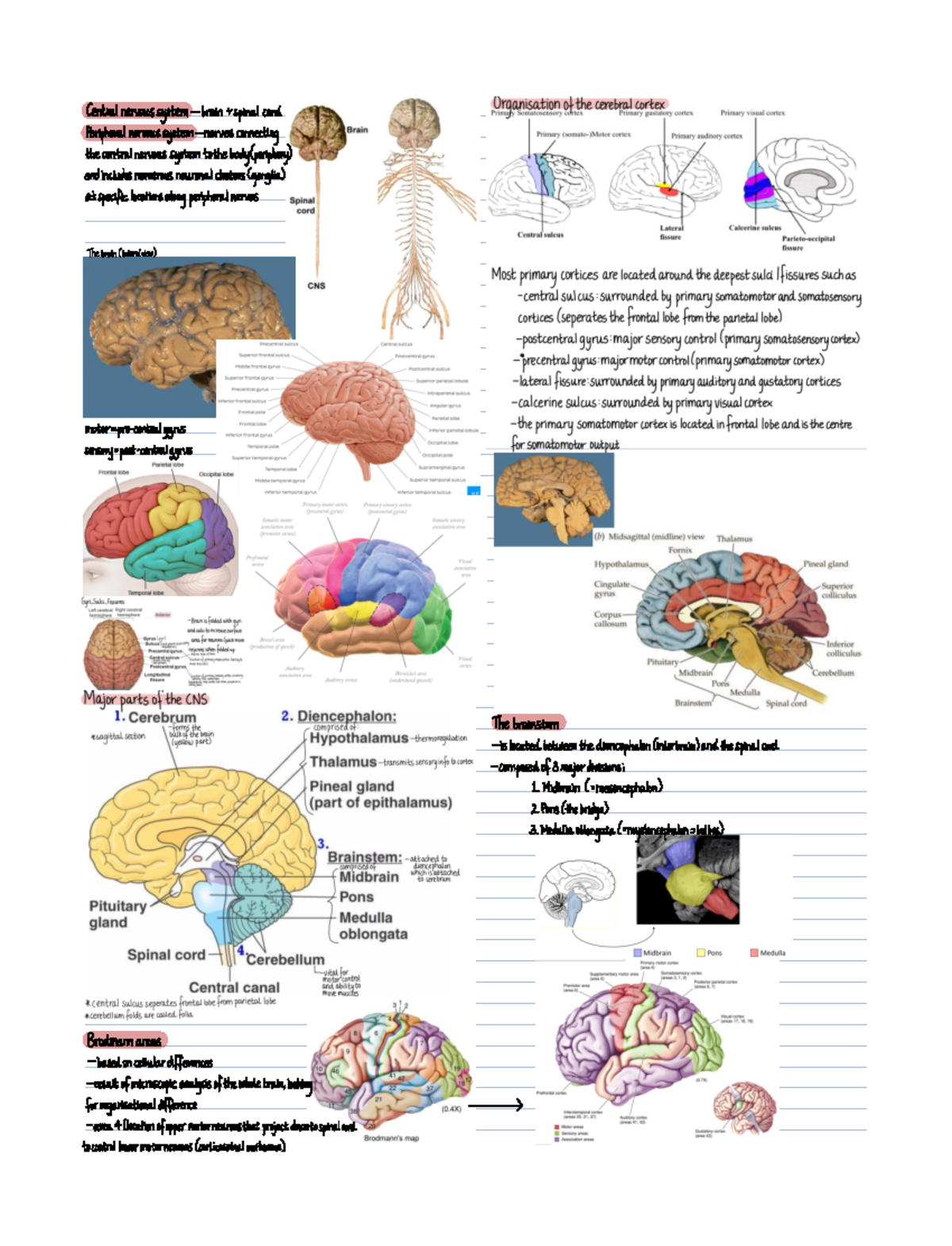 Lecture 1.2 Neuroanatomy 2 - entral nervous system brain spinal cord ...
