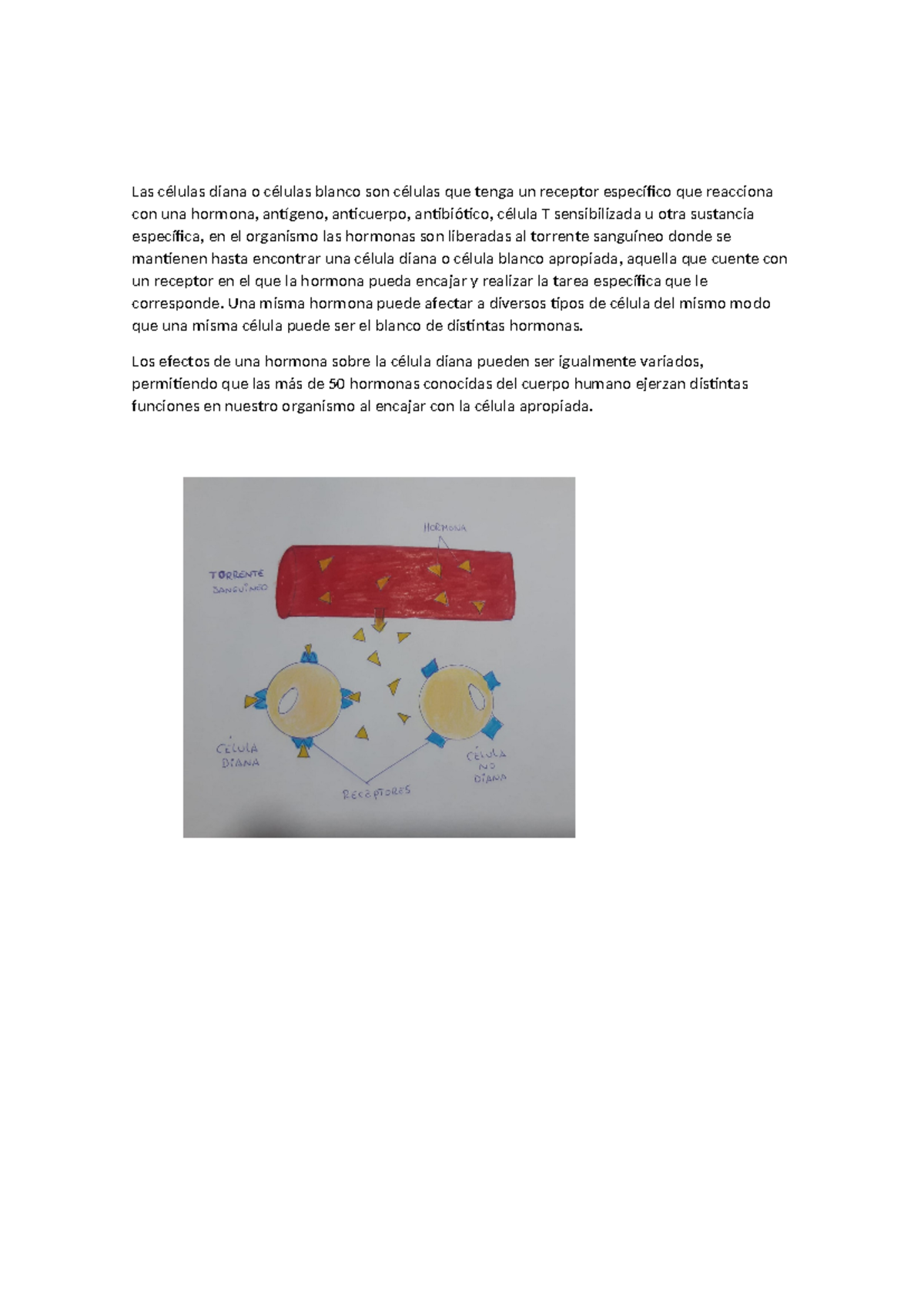 Celula diana - Fisiología - Las células diana o células blanco son ...