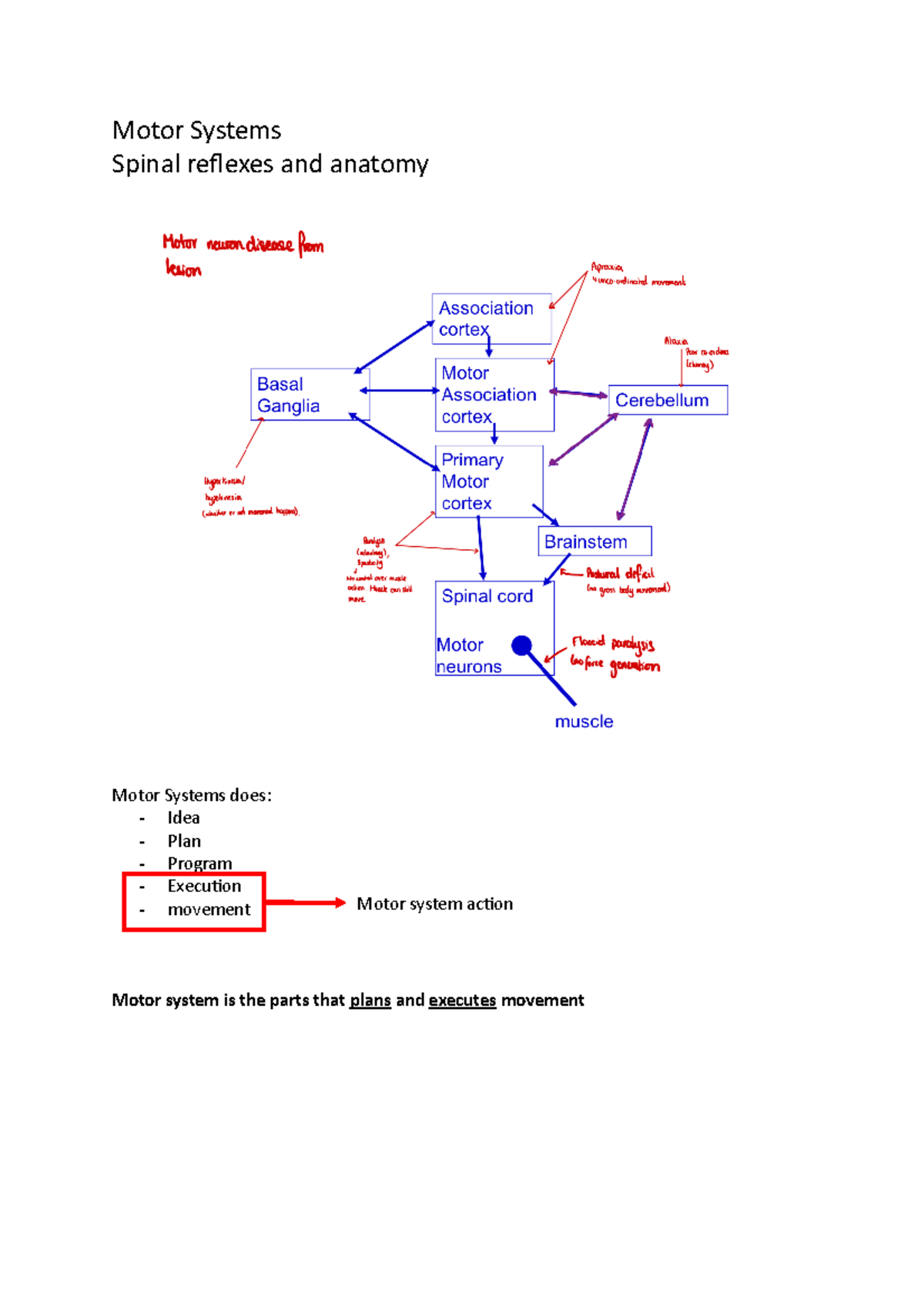 Motor Systems Shortened notes - Motor Systems Spinal reflexes and ...