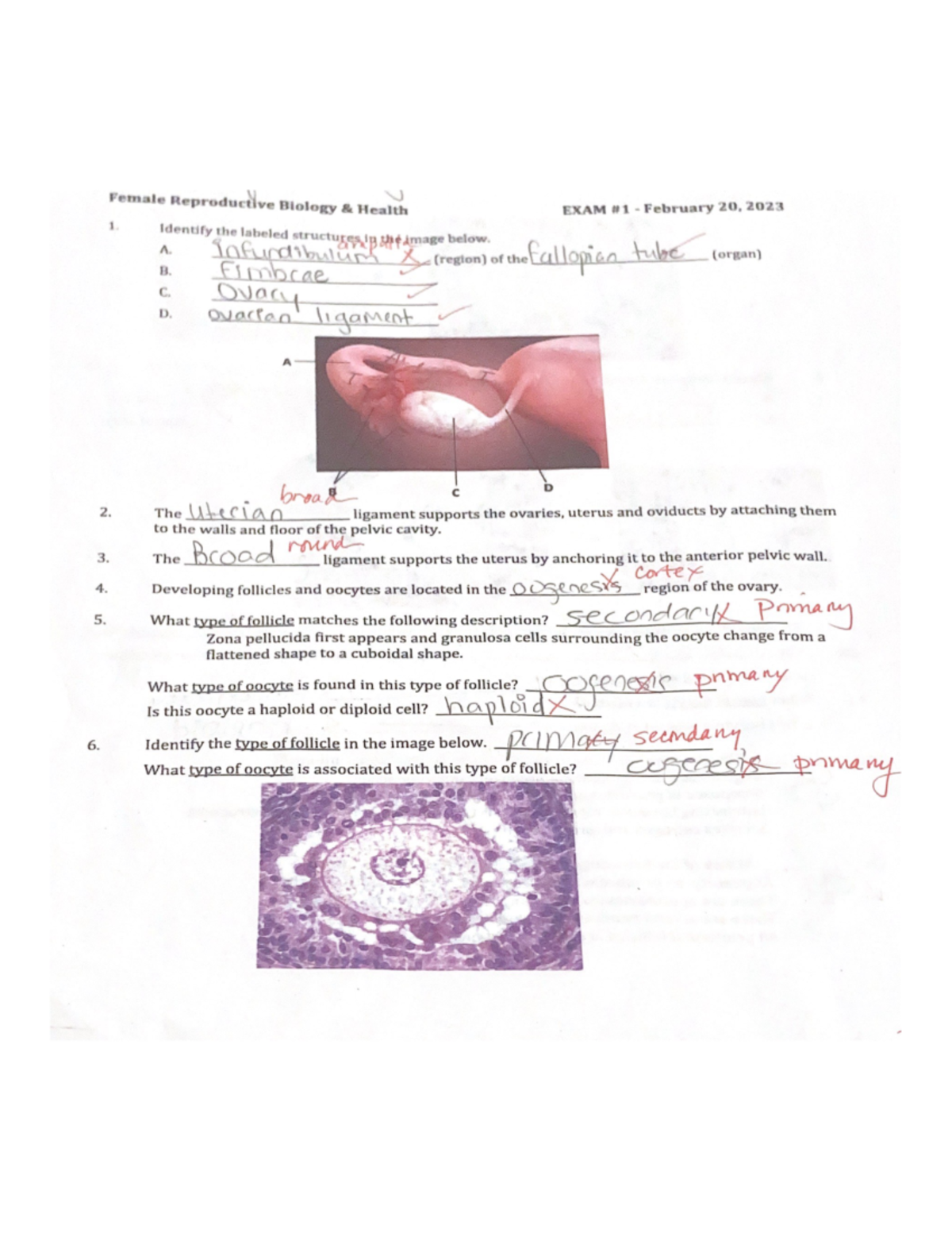 Practice Exam On Female Reproductive - BIOL 430 - Studocu