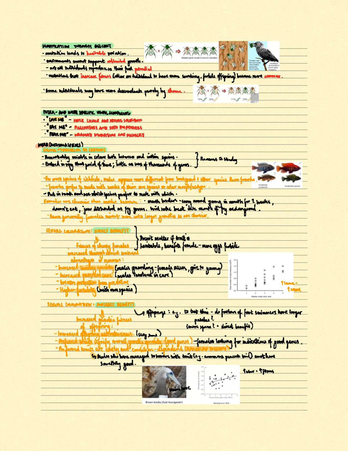GEE - Natural and Sexual Selection in the evolution of colour - MusiFILATiW Tunoviny DES CEM ...