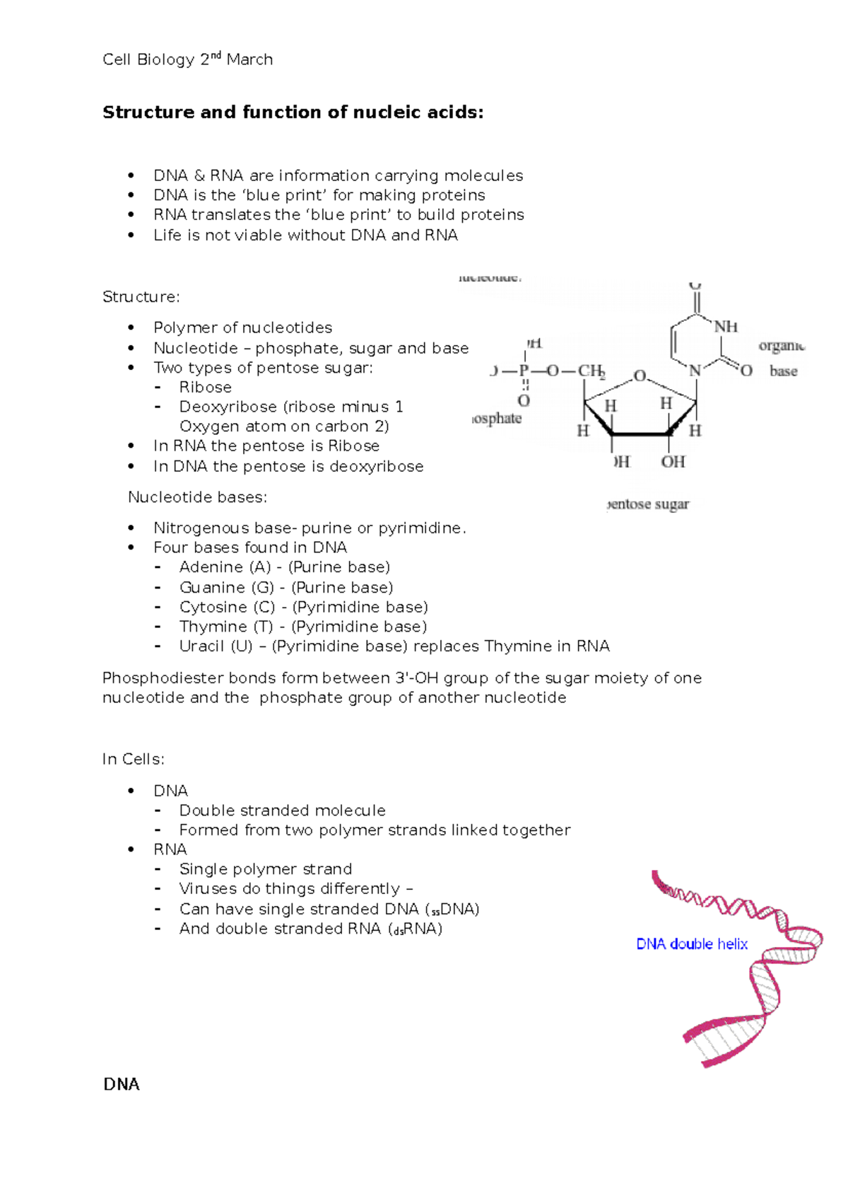 Lecture 9 02.03.2020 Structure and function of nucleic acids ...