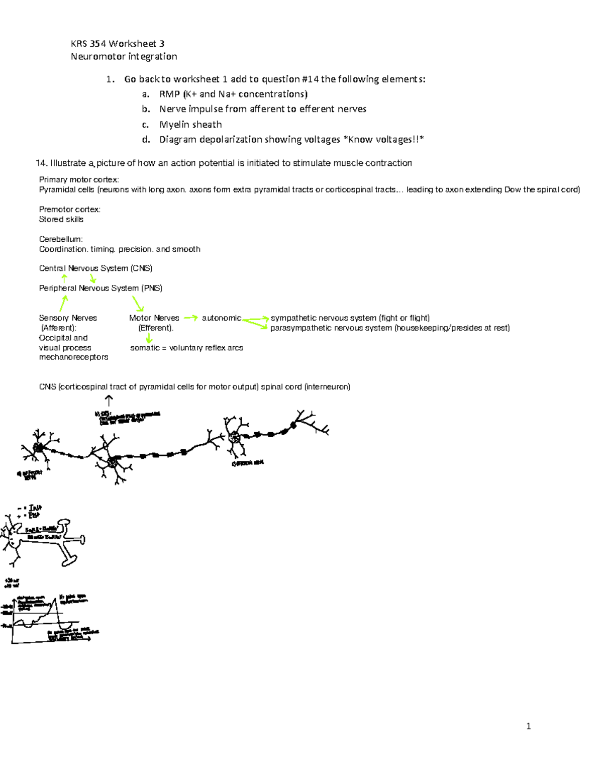 Worksheet 3 Neural function neural 2 - KRS 354 Worksheet 3 Neuromotor ...