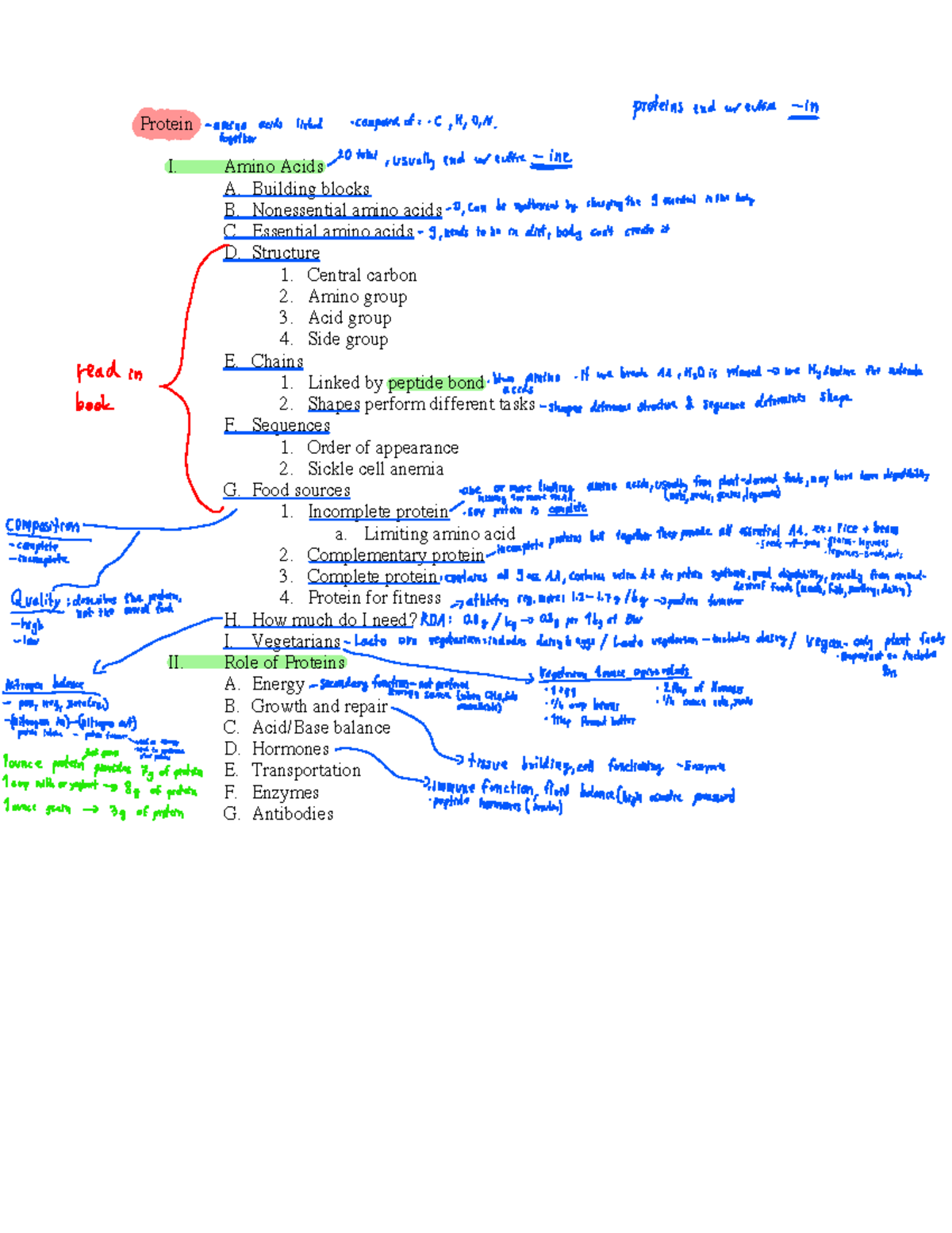 Protein Outline - Protein I. Amino Acids A. Building blocks B ...