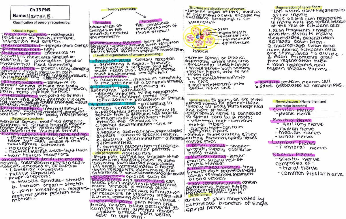 Chapter 13 pns map - Biol 1220 - Studocu
