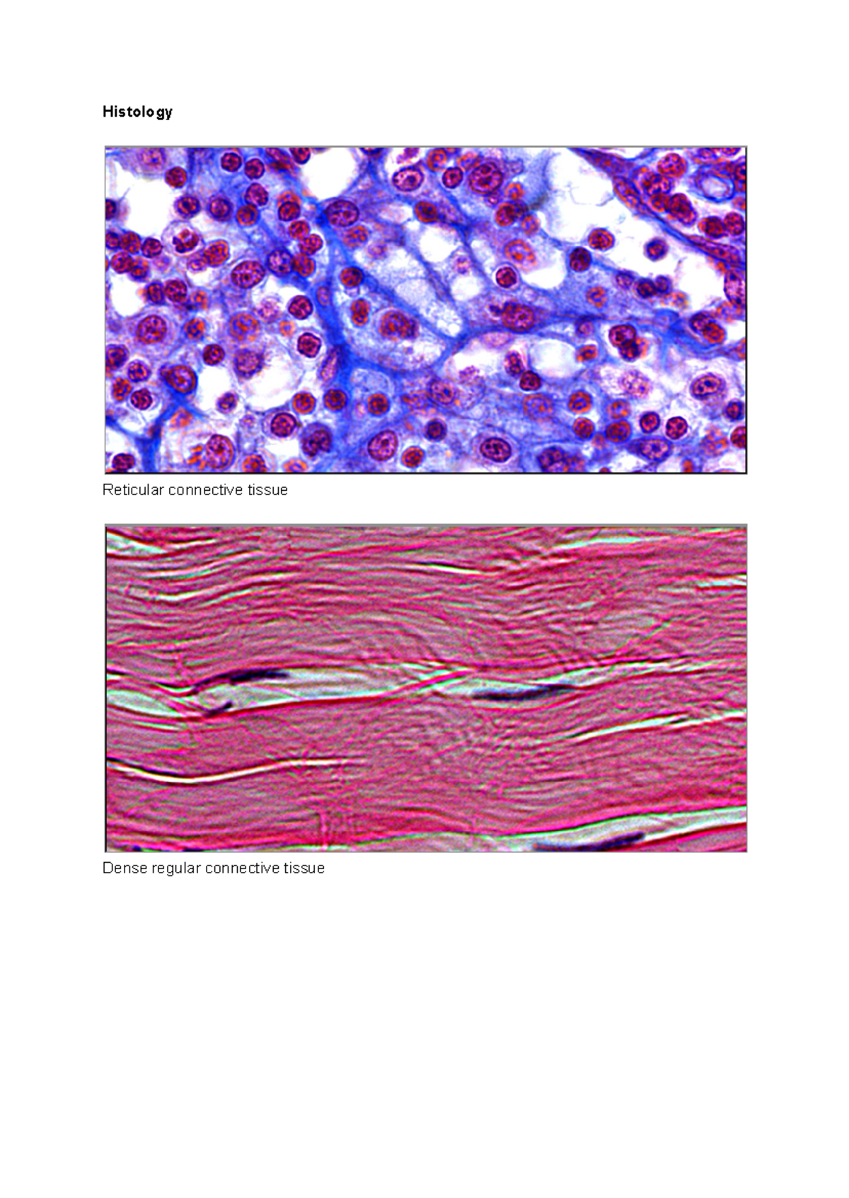 Practical evaluation 1 - Histology - Histology Reticular connective ...
