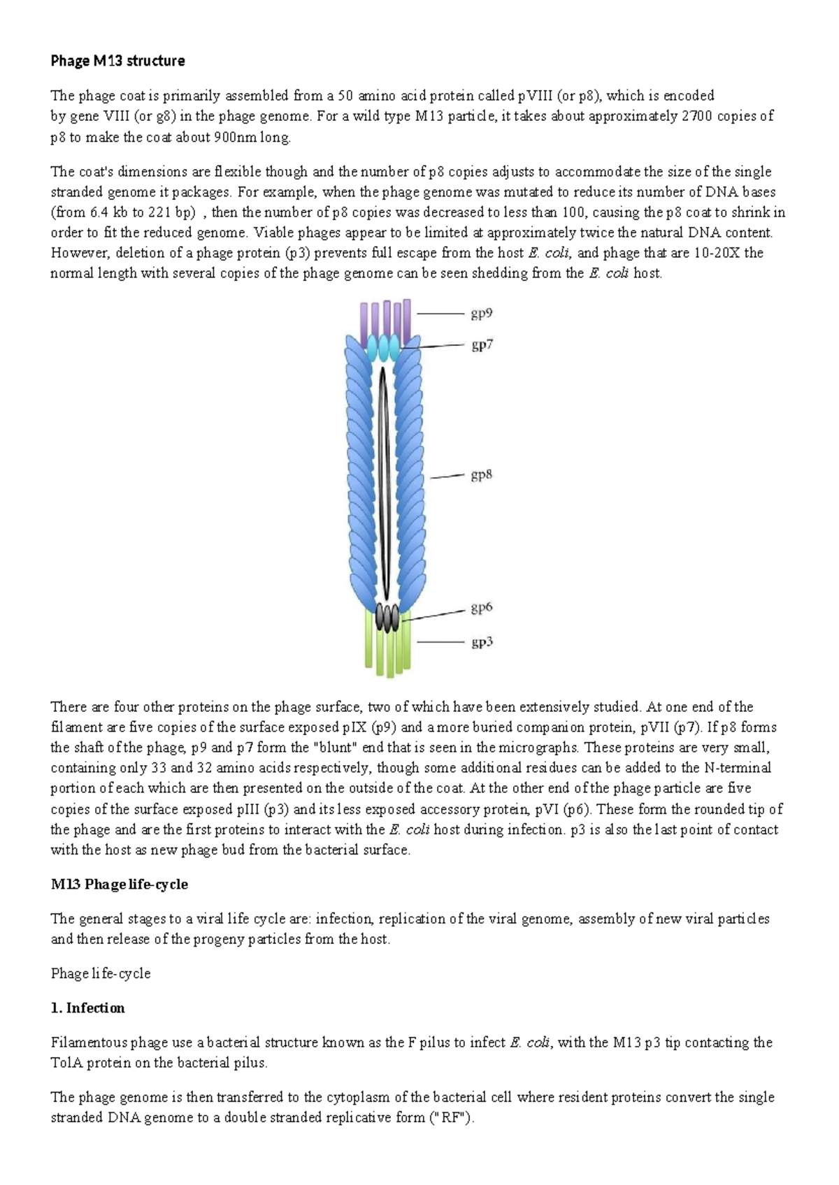 Life Cycle of Phage M13 - MSc zoology notes on phi174 - Phage M13 ...