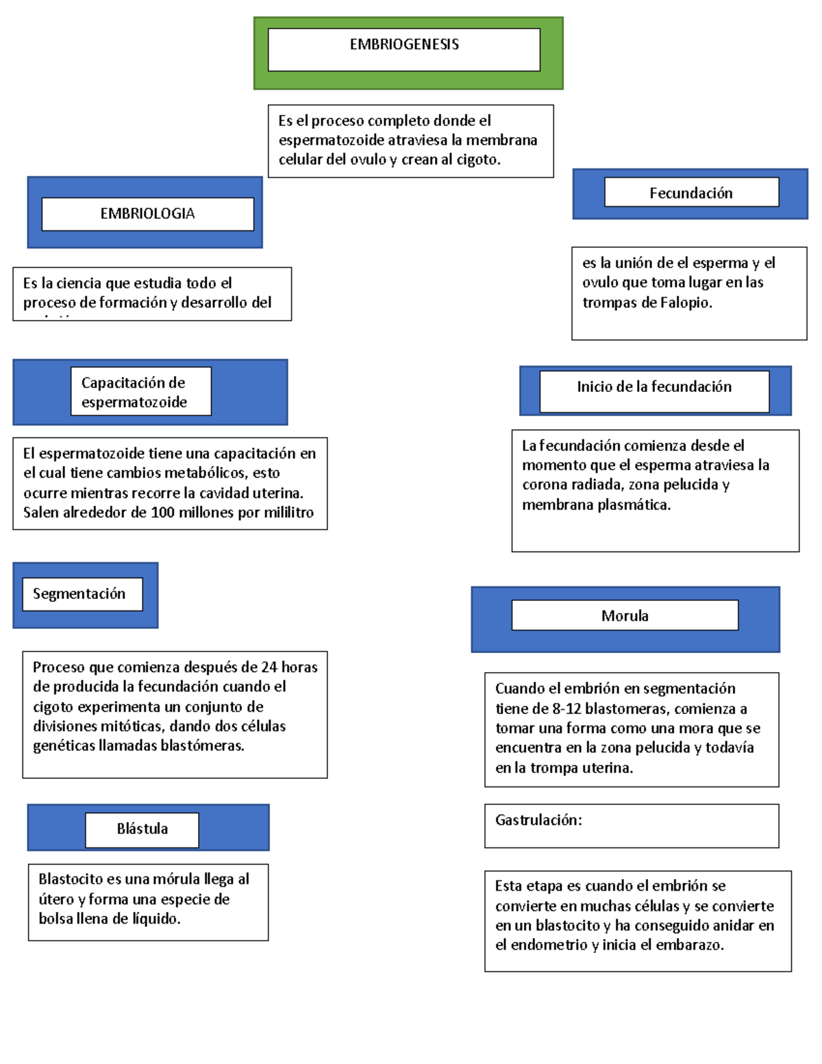 Cuadro embriogenesis - embriologia - EMBRIOGENESIS EMBRIOLOGIA Es el ...