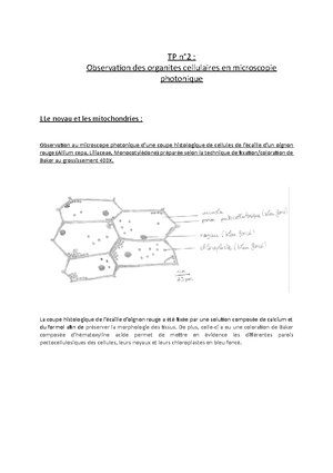 Compte rendu TP1 observation cellules - TP n°1 : Initiation à l’utilisation du microscope ...
