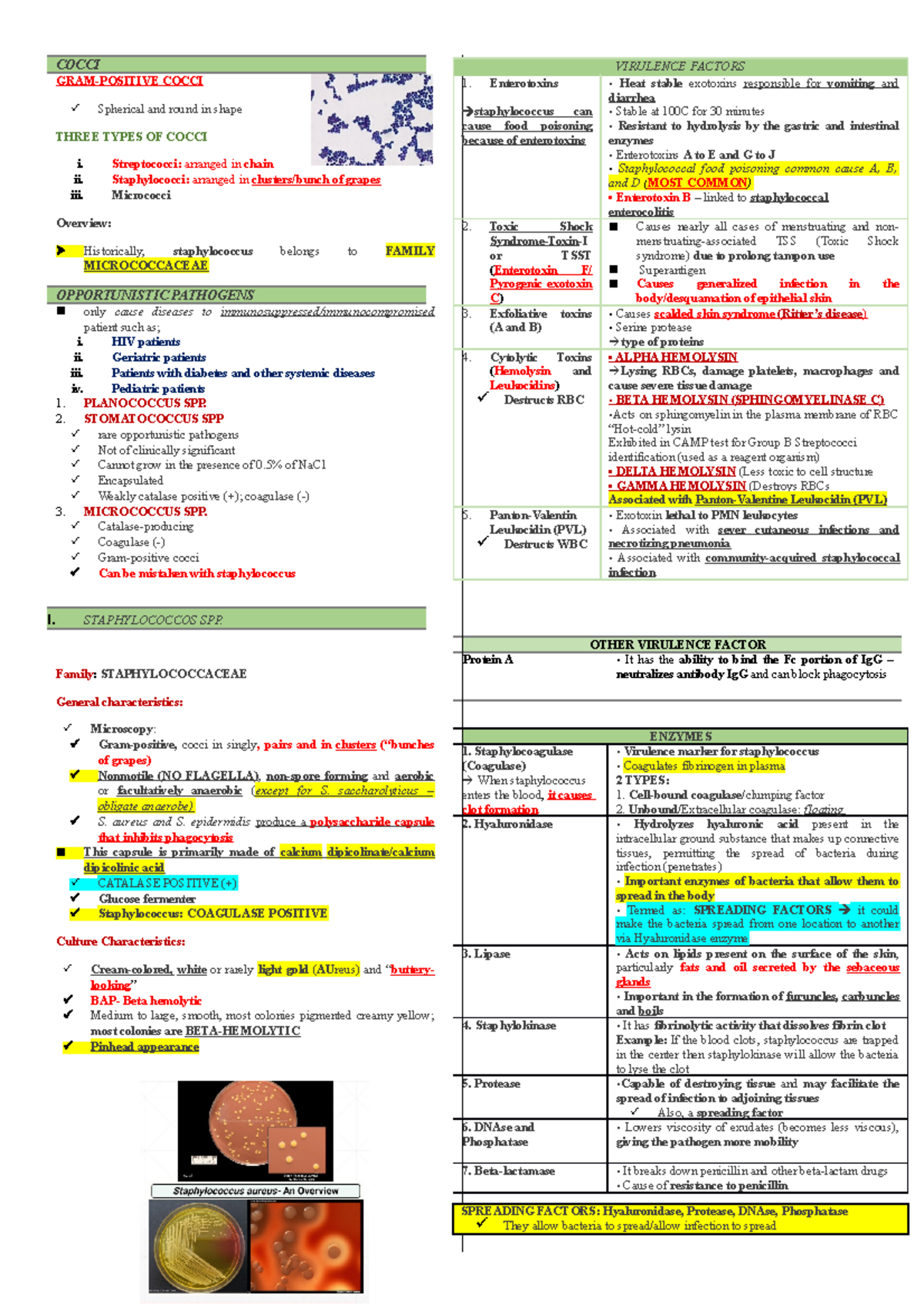 Cocci - all notes - COCCI GRAM-POSITIVE COCCI Spherical and round in ...
