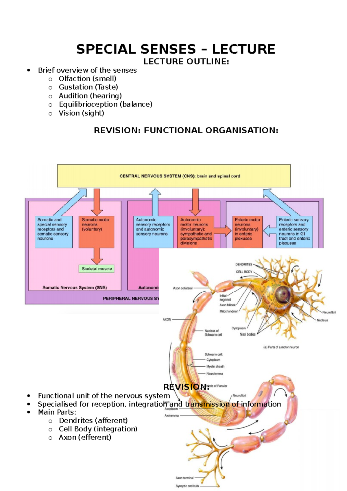 Special senses - lecture - SPECIAL SENSES – LECTURE LECTURE OUTLINE ...