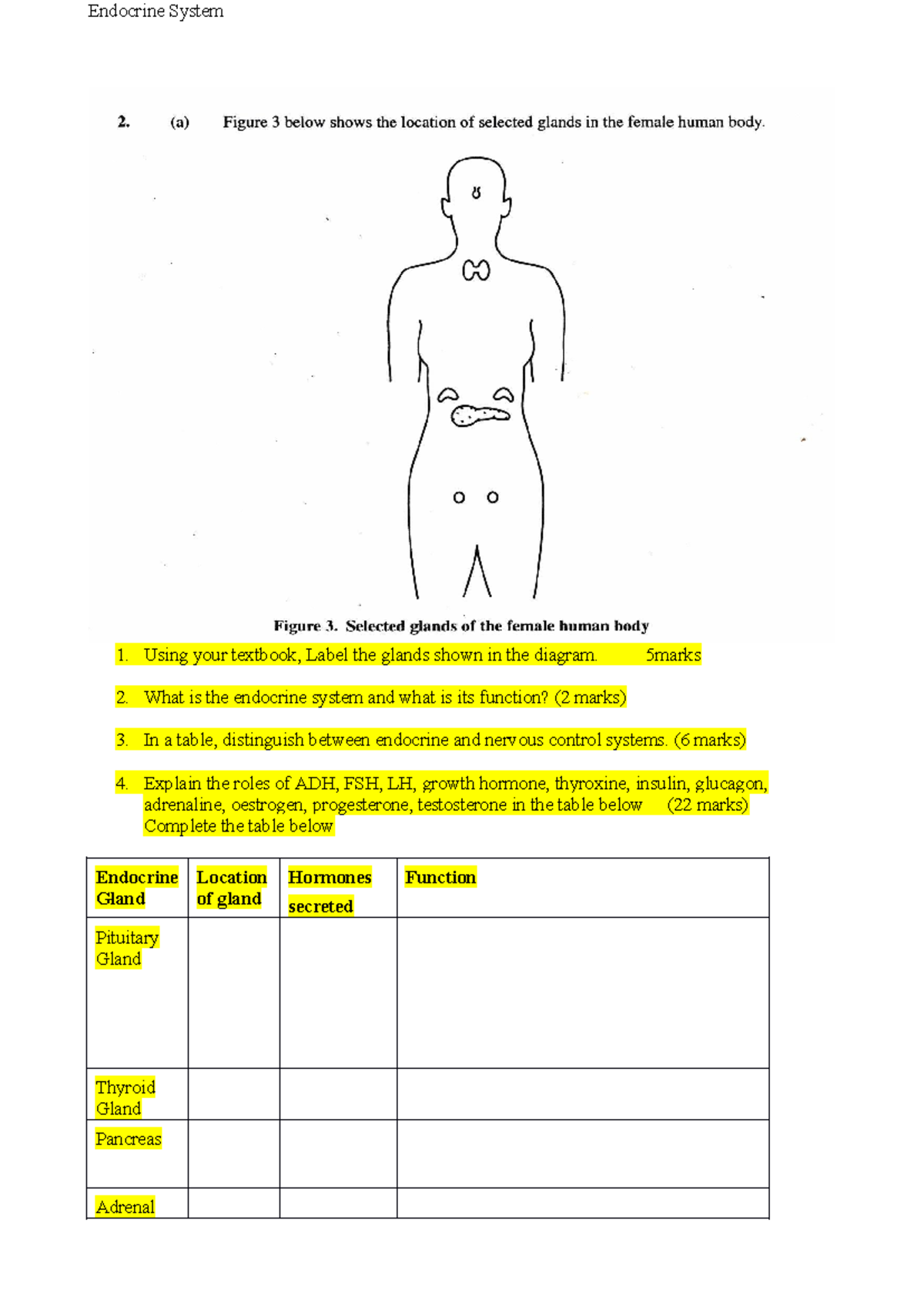 Endocrine+system+worksheet+%282%29 - Endocrine System 1. Using your ...