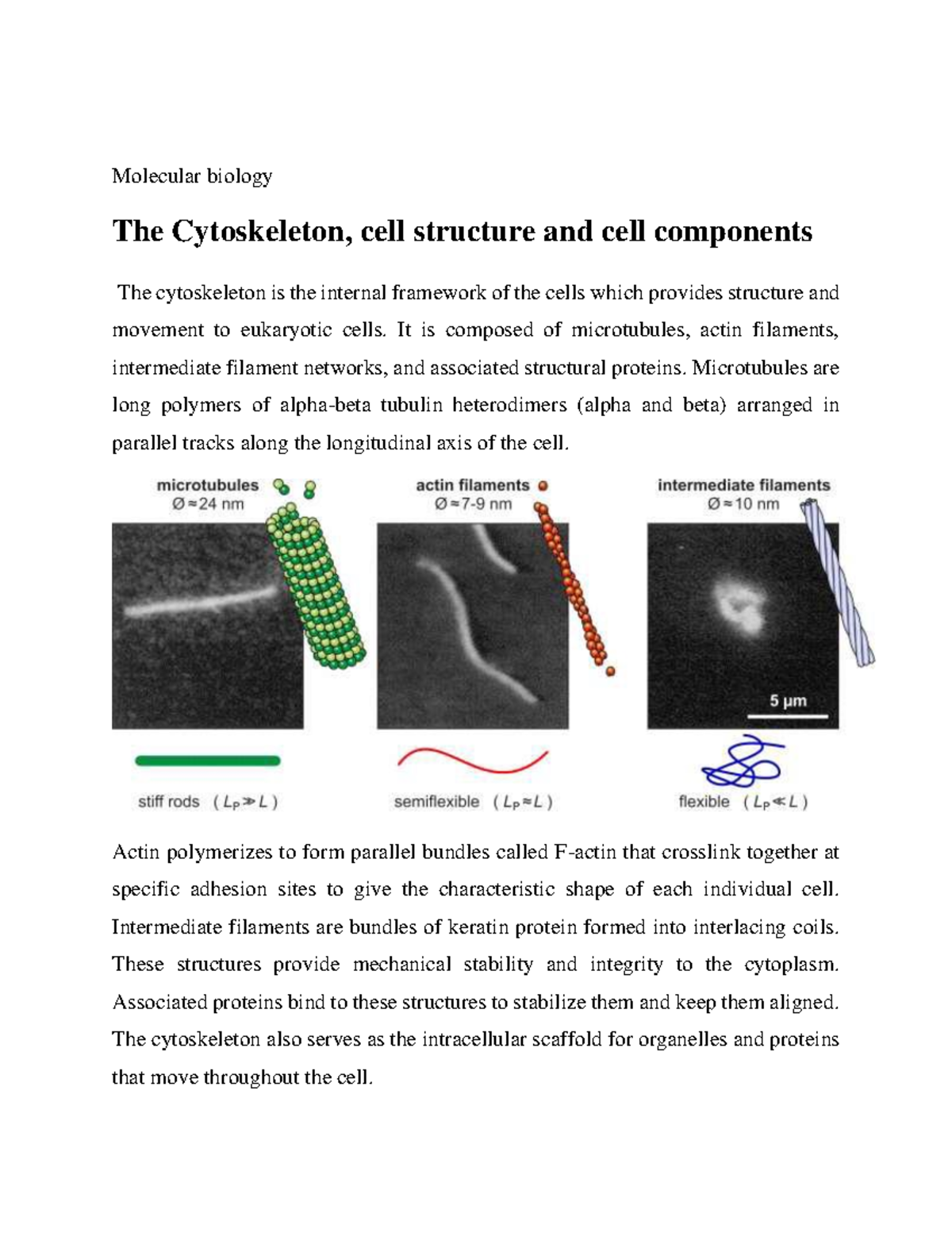 The Cytoskeleton Cell Structure And Cell Components Molecular