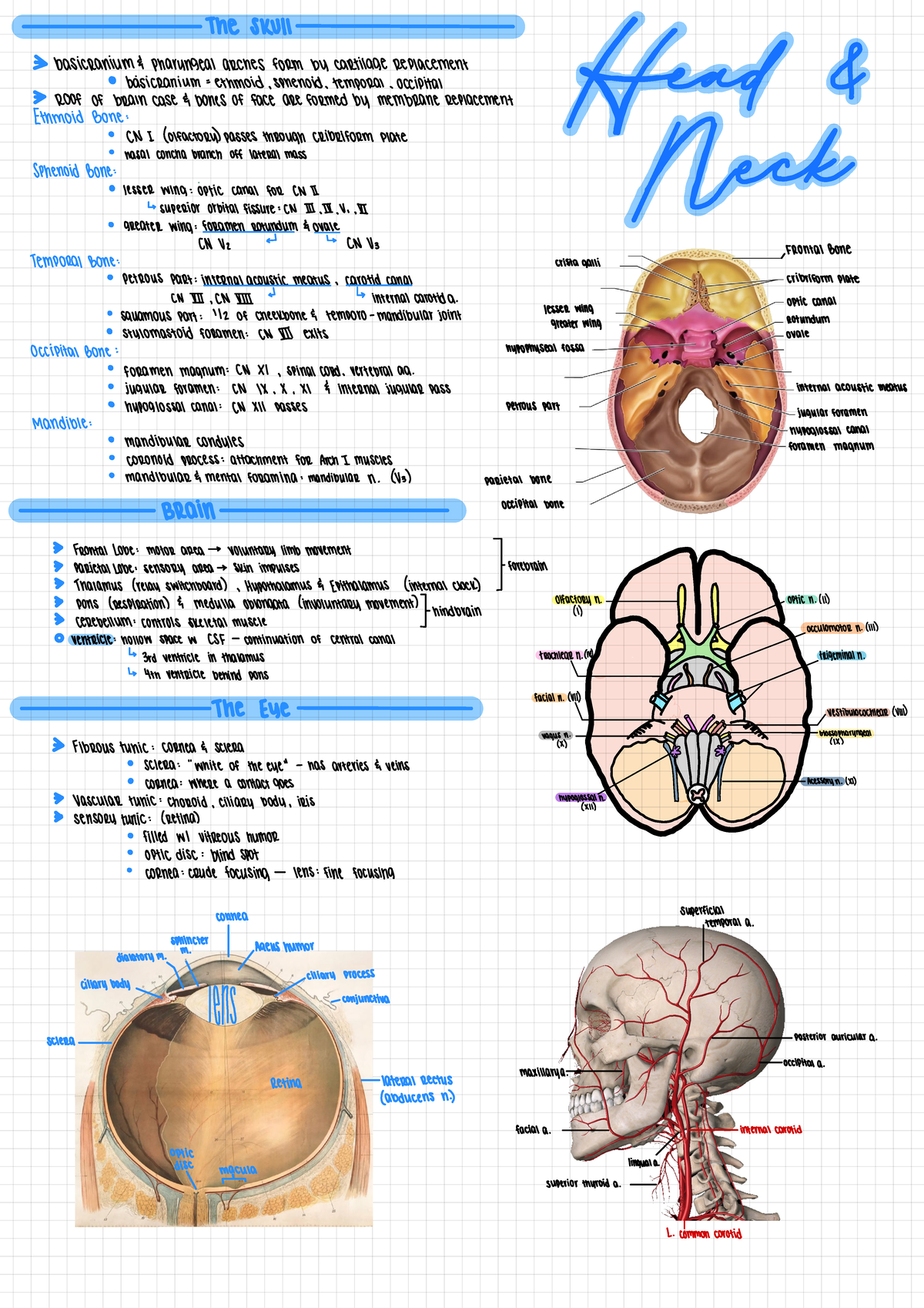 Anatomy Final Notes - basicRanium & Pharyngeal arches formby ...