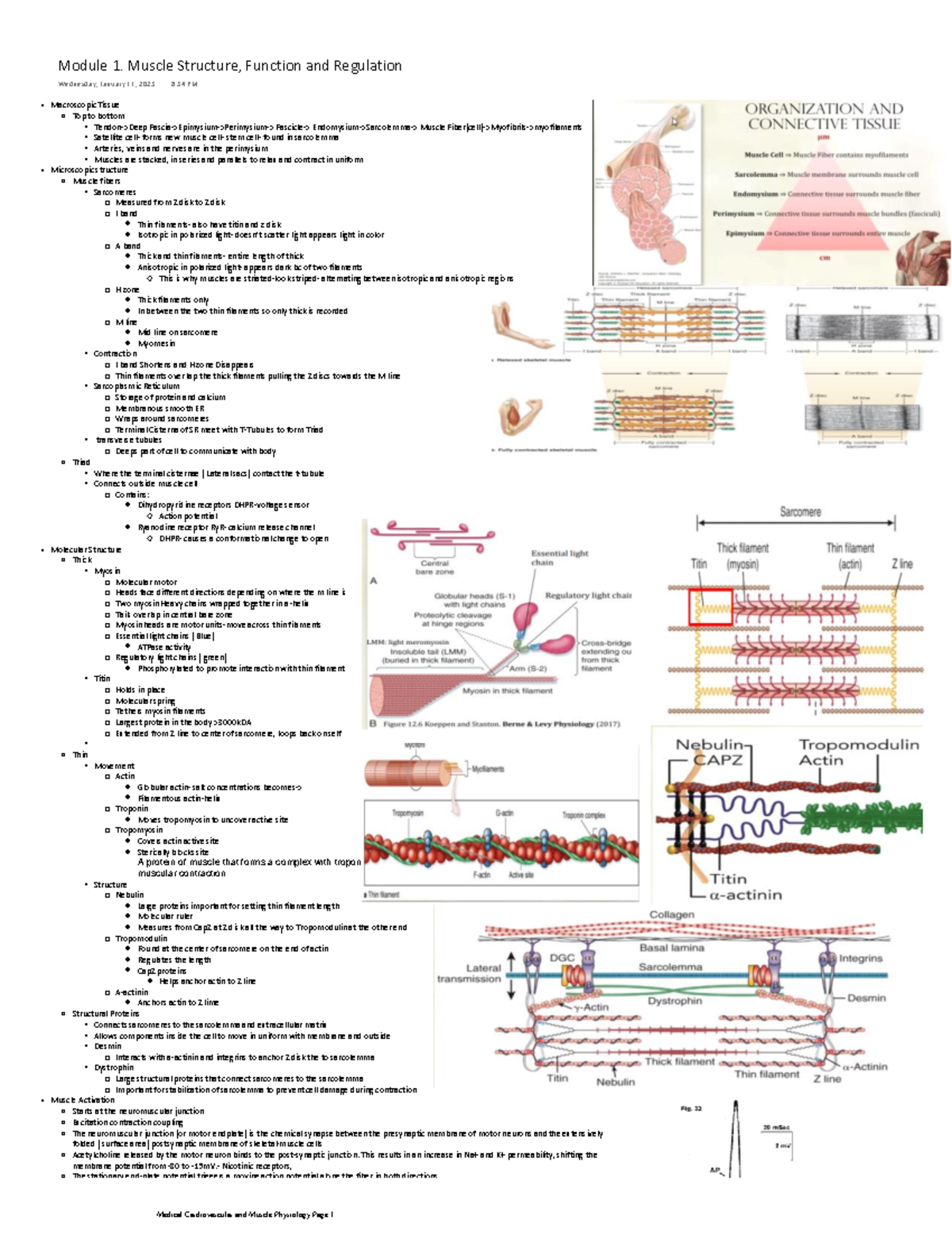 Module 1. Muscle Structure, Function and Regulation - GMS6474 ...
