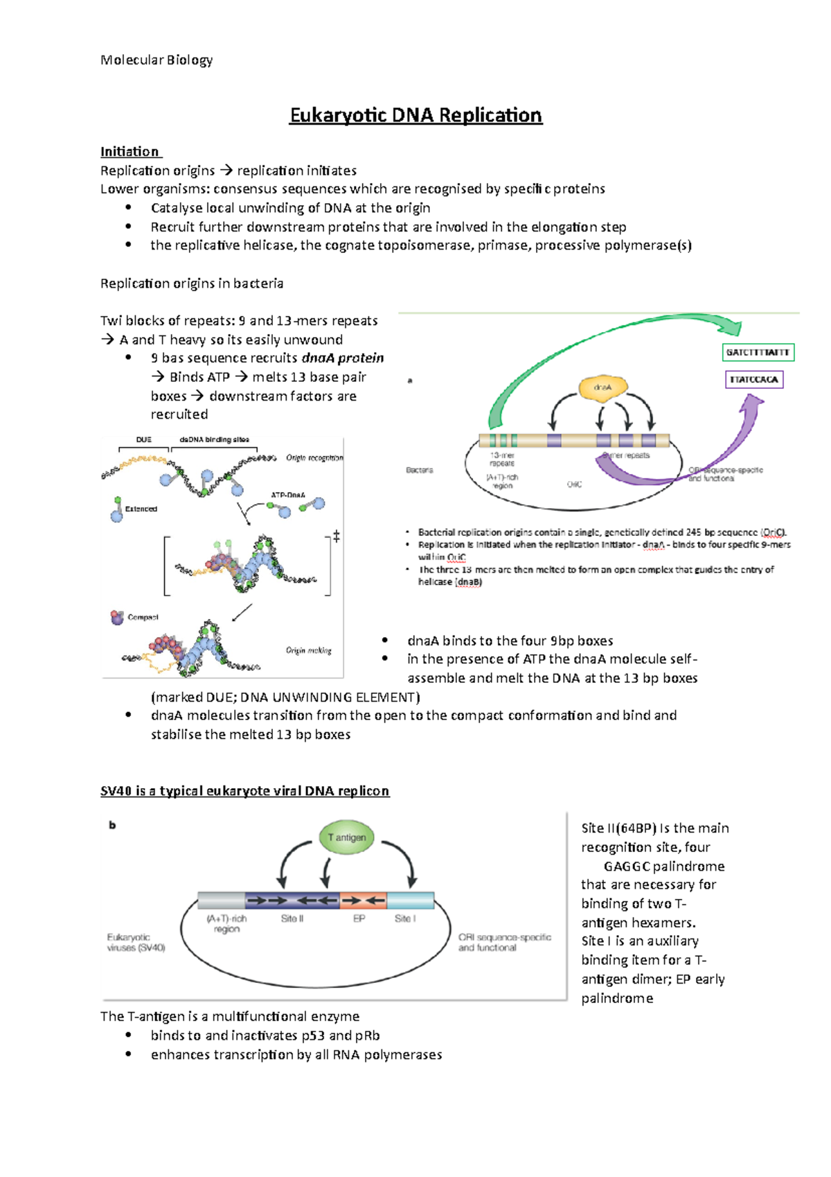Eukaryotic DNA Replication - notes - Eukaryotic DNA Replication ...