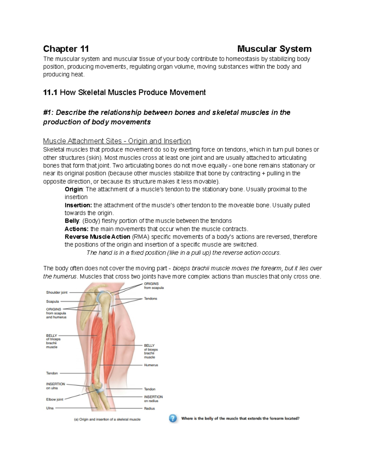 Chapter 11 - 14 Notes - Chapter 11 Muscular System The muscular system ...