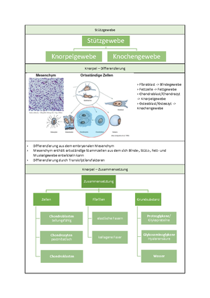 Grundlagen Histo Zusammenfassung - Definition Grundbegriffe Einteilung in vier Grundgewebe - Studocu