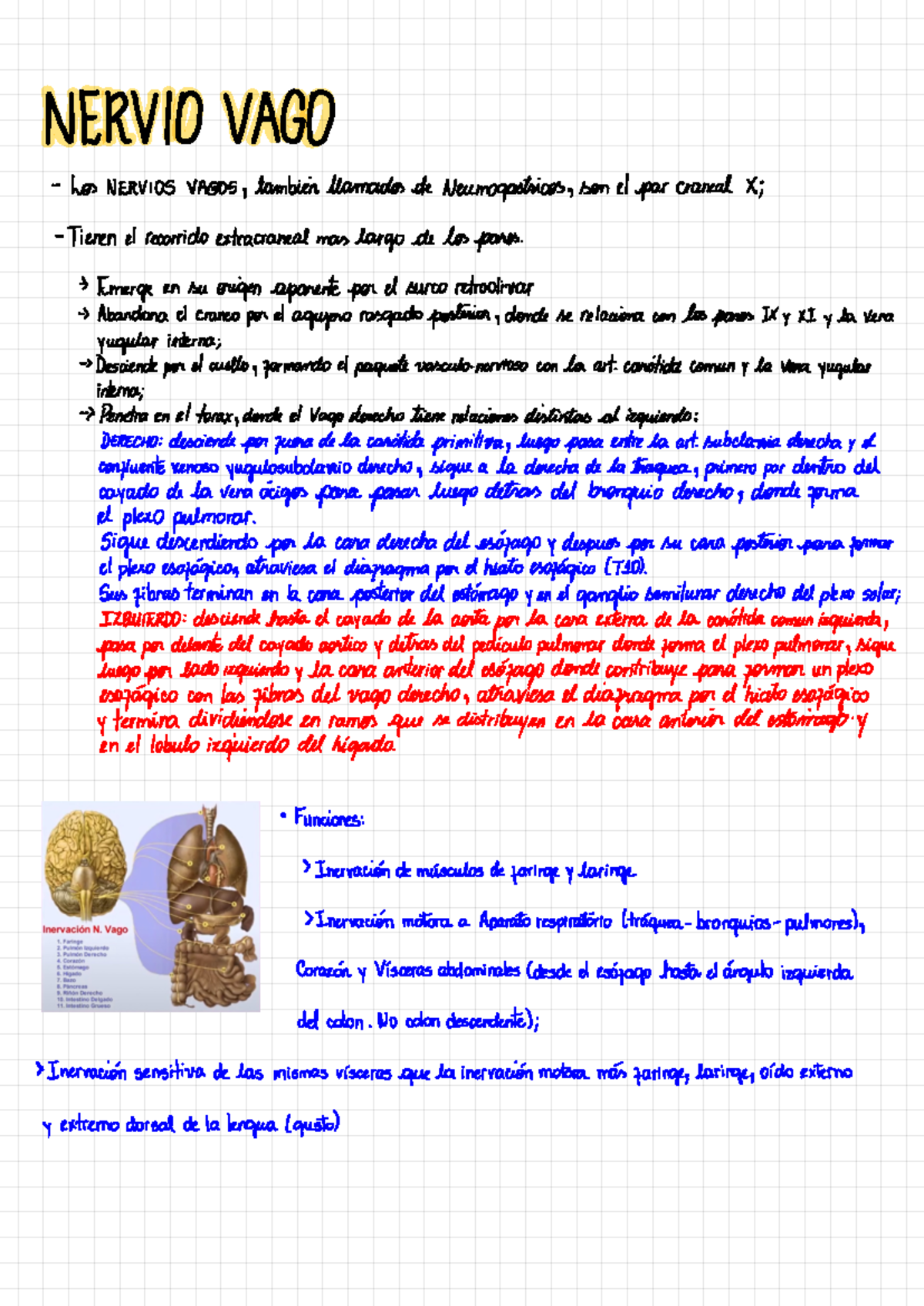 Vago - NERVIO VAGO - La NERVIOS VAGOS, también Mamada de Neumogastricos ...