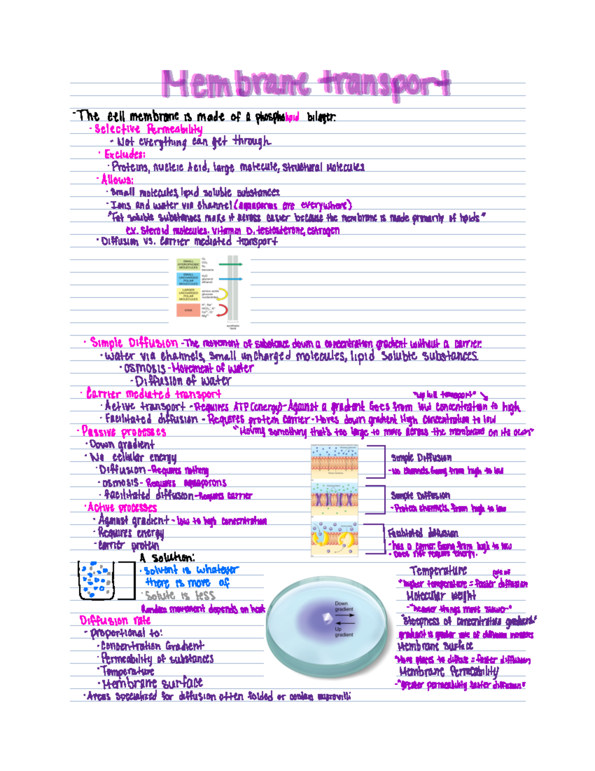 Membrane transport notes - NUR 4904 - Studocu