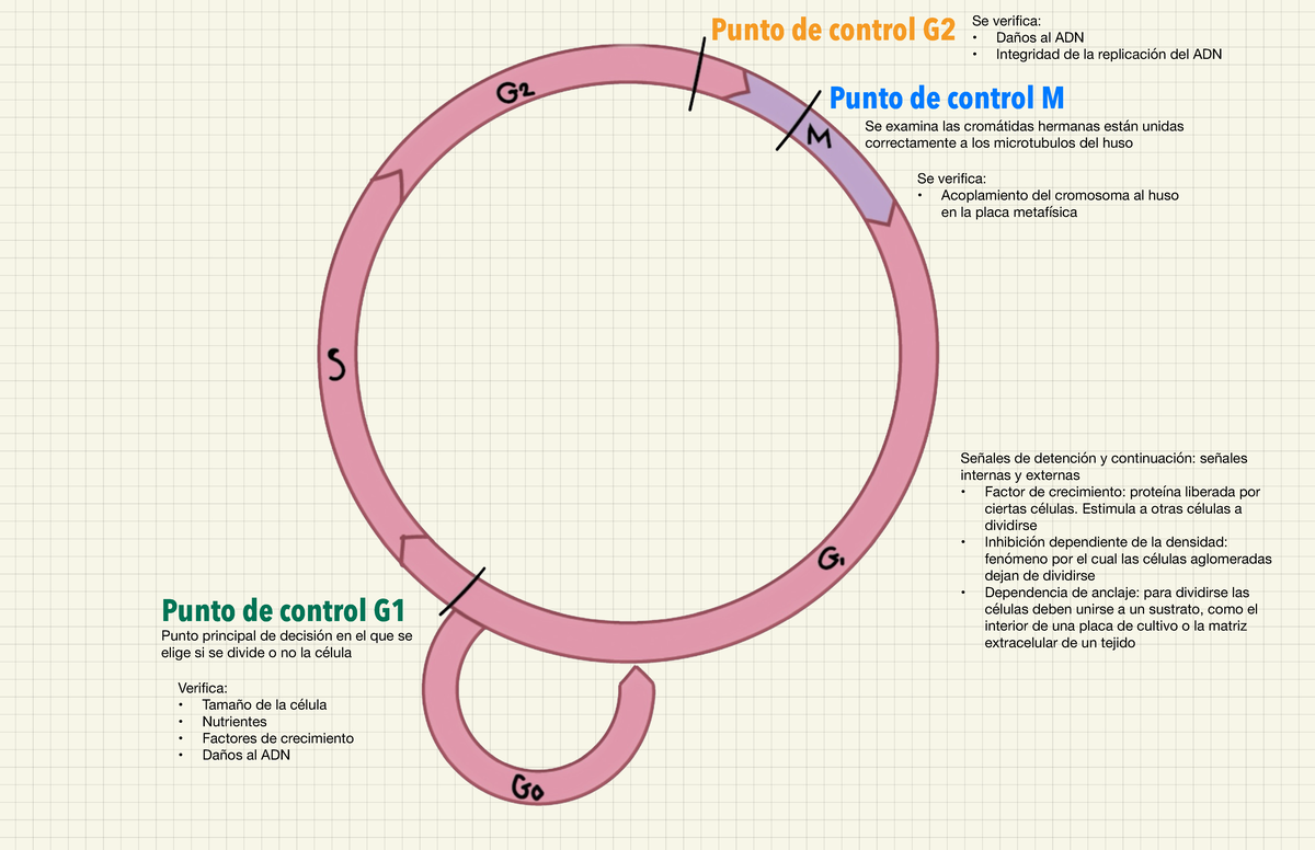 Puntos De Control - Punto de control G Punto de control G Punto de control M Verifica: Tamaño de ...