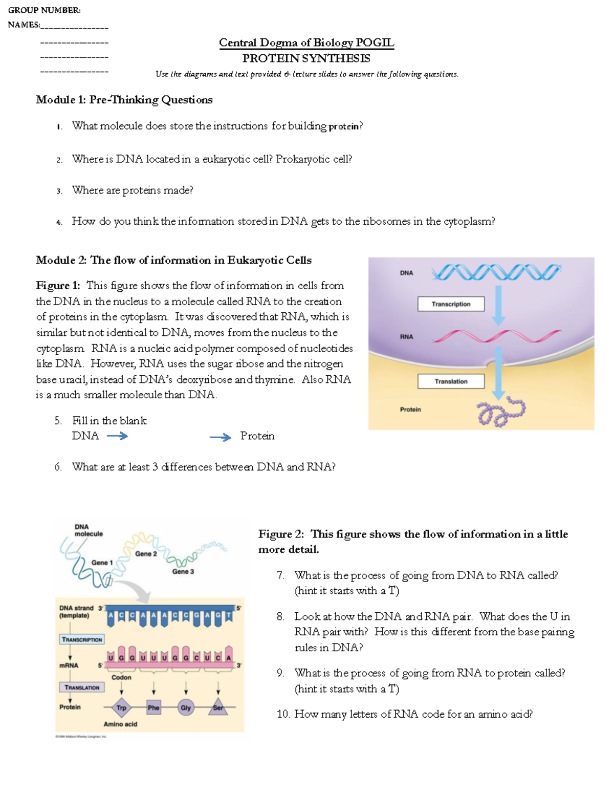 5. Pogil - Molecular Biology - Central Dogma of Biology POGIL PROTEIN ...