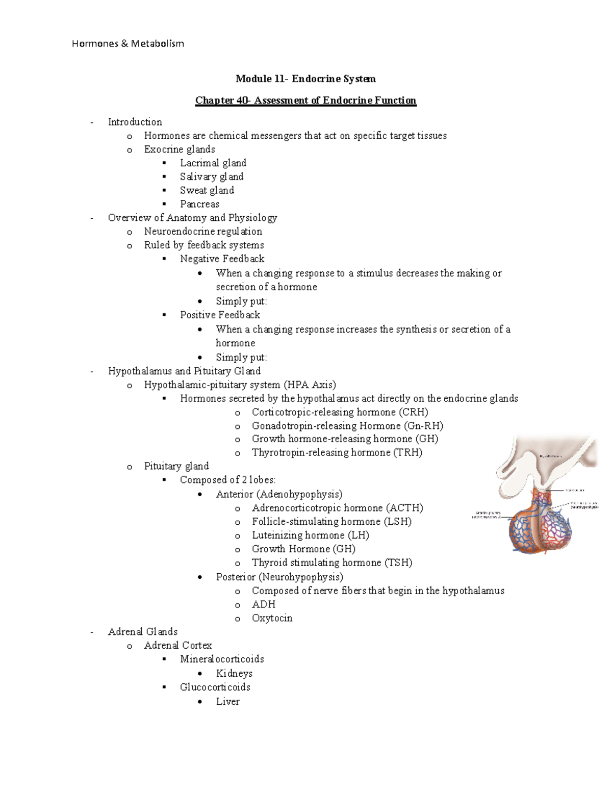 Module 11 Review Sheet - Hormones & Metabolism Module 11- Endocrine ...