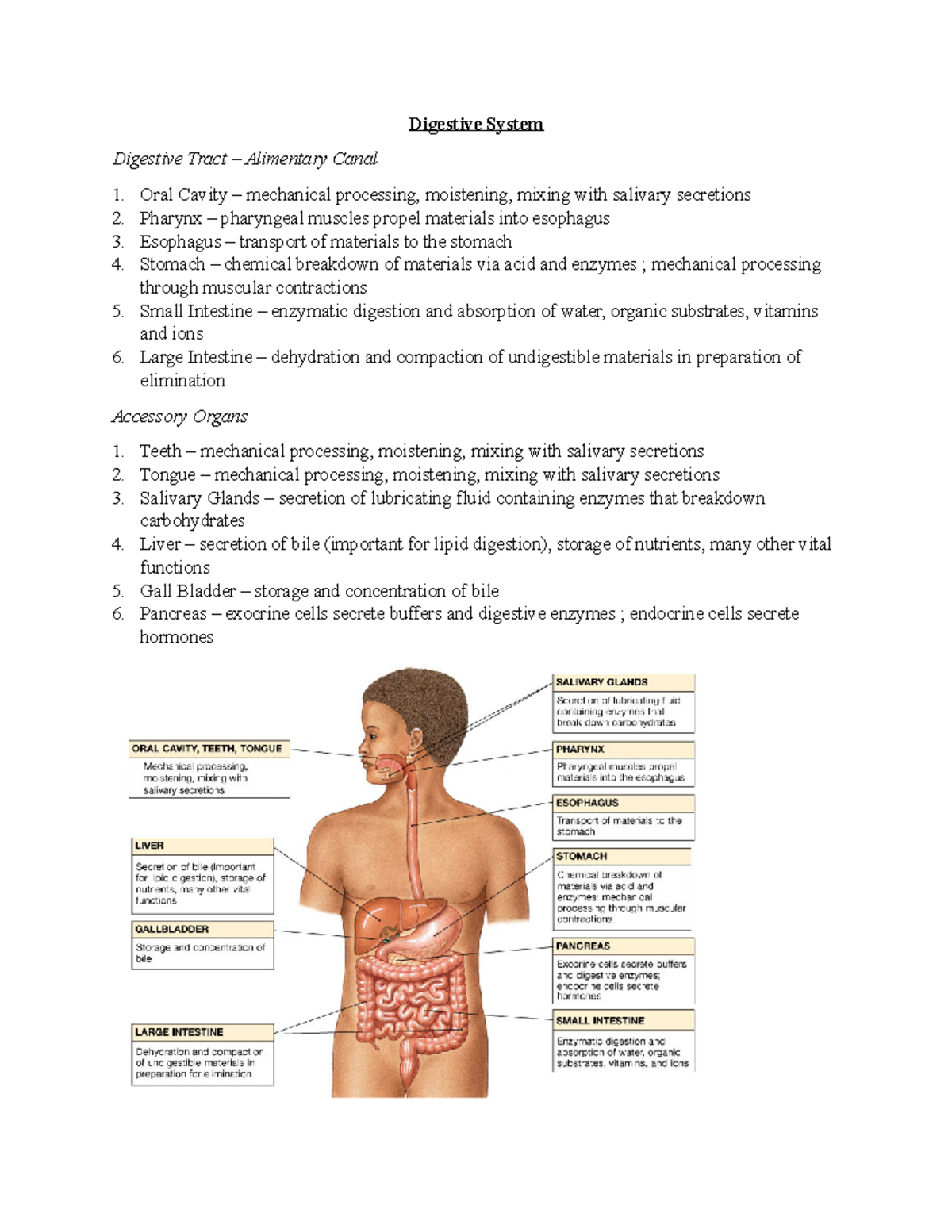 21 - Digestive System - Digestive System Digestive Tract – Alimentary ...