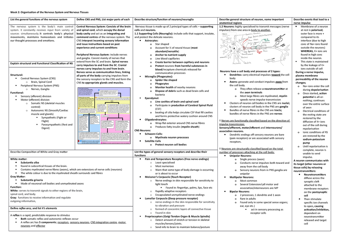 Summary Sheets PHYS - Week 2: Organisation of the Nervous System and ...