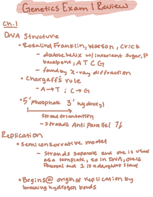 Genetics chapter 12-13 summary review - Chapter 12 essential Ideas ...