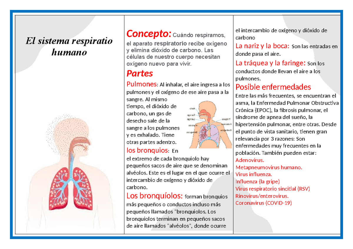 sistema respiratorio - El sistema respiratio humano Concepto: Cuándo ...