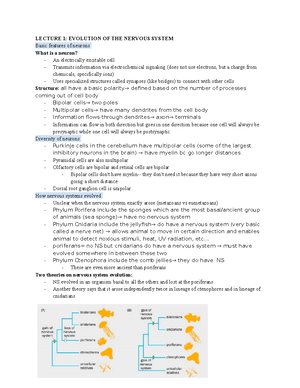 DN lecture 4 - Segmentation of the nervous system notes - LECTURE 4 ...