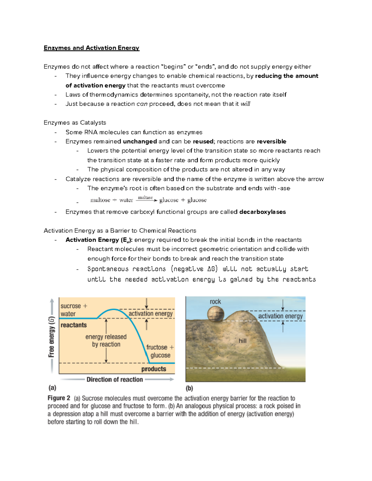 Enzymes And Activation Energy - Enzymes and Activation Energy Enzymes ...
